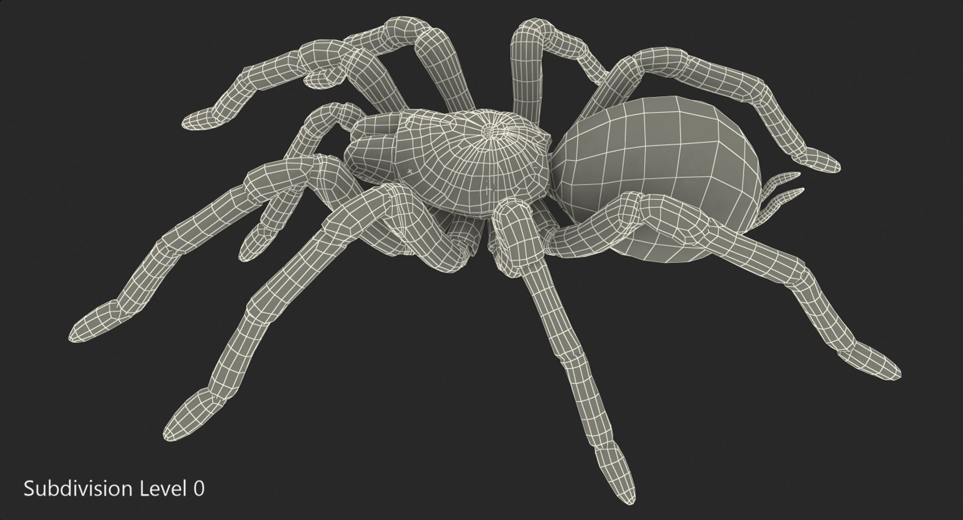 3D goliath birdeater model - TurboSquid 1258128