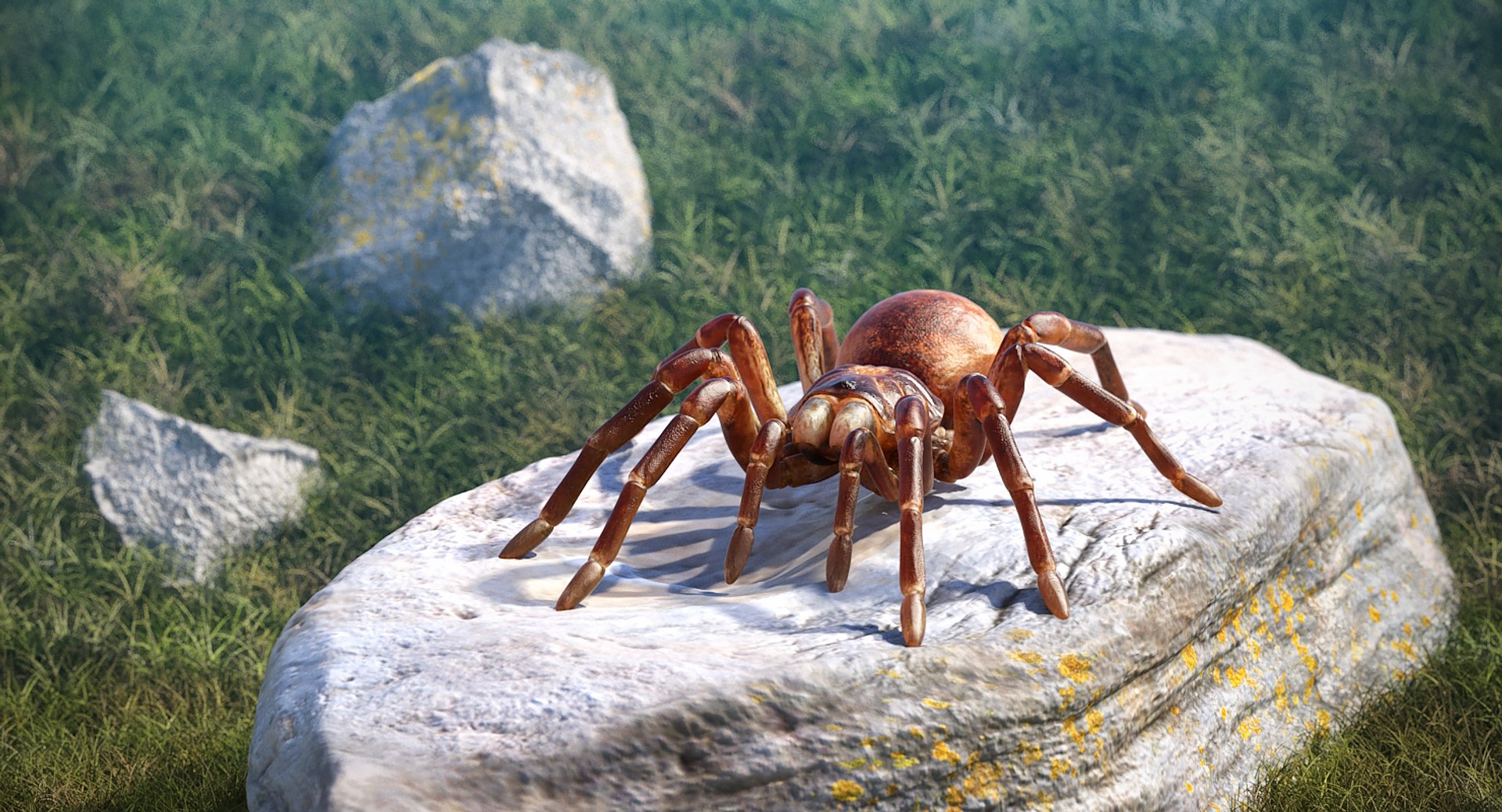 3D Goliath Birdeater Model - TurboSquid 1258128