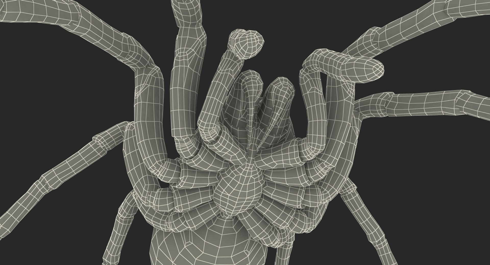 3D Goliath Birdeater Model - TurboSquid 1258128