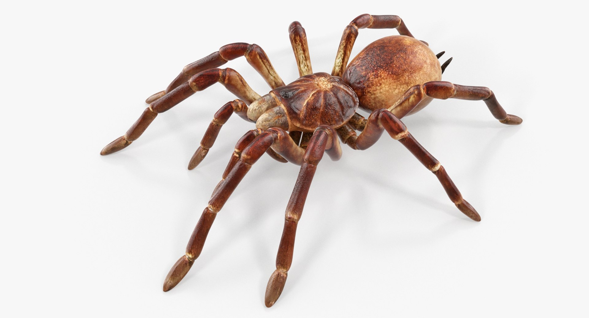 3D Goliath Birdeater Model - TurboSquid 1258128