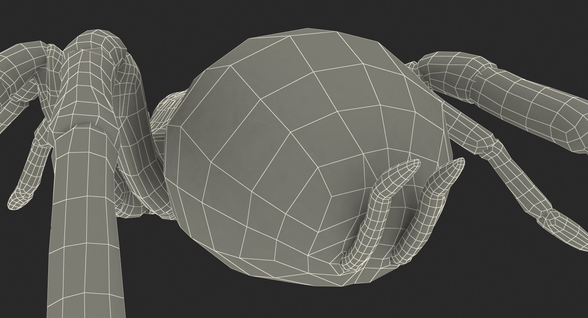 3D Goliath Birdeater Model - TurboSquid 1258128