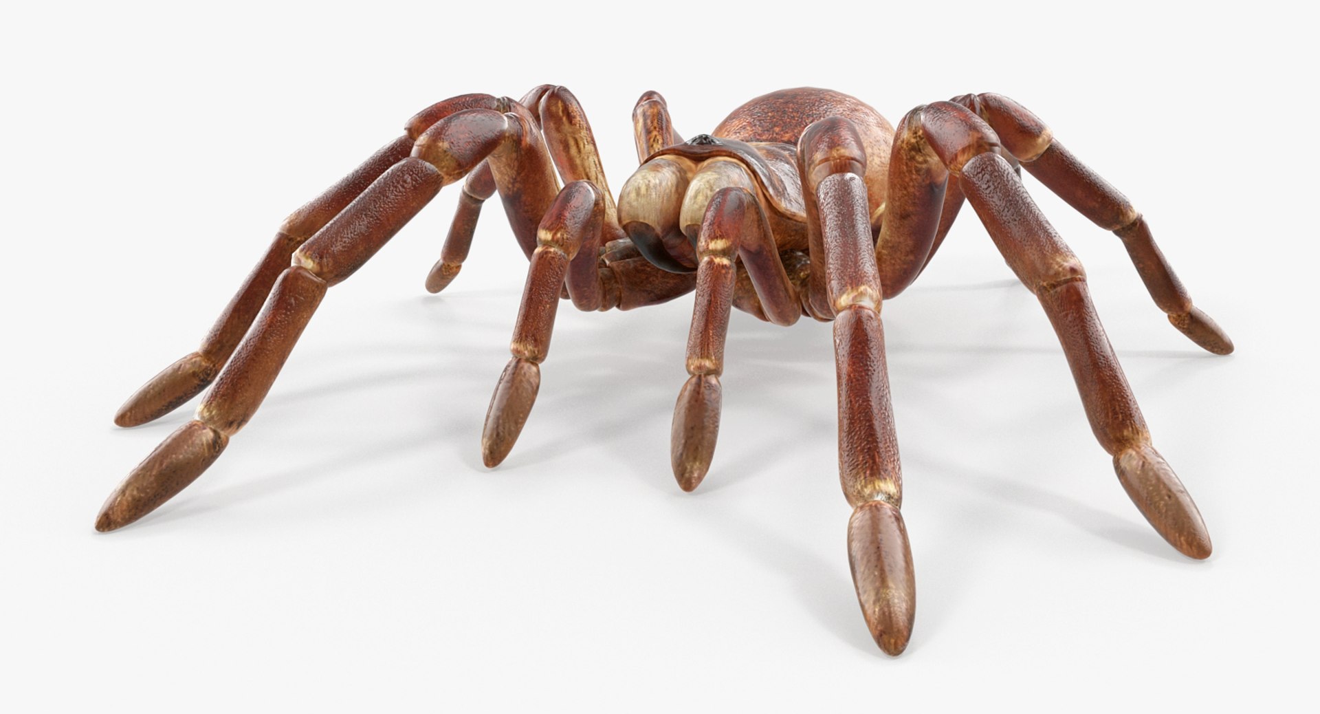 3D goliath birdeater model - TurboSquid 1258128