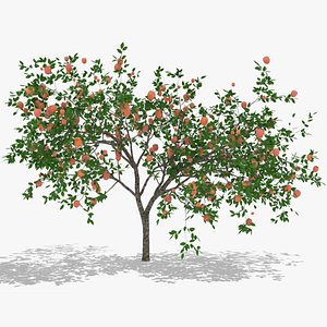 3D Diospyros-Decandra Models | TurboSquid