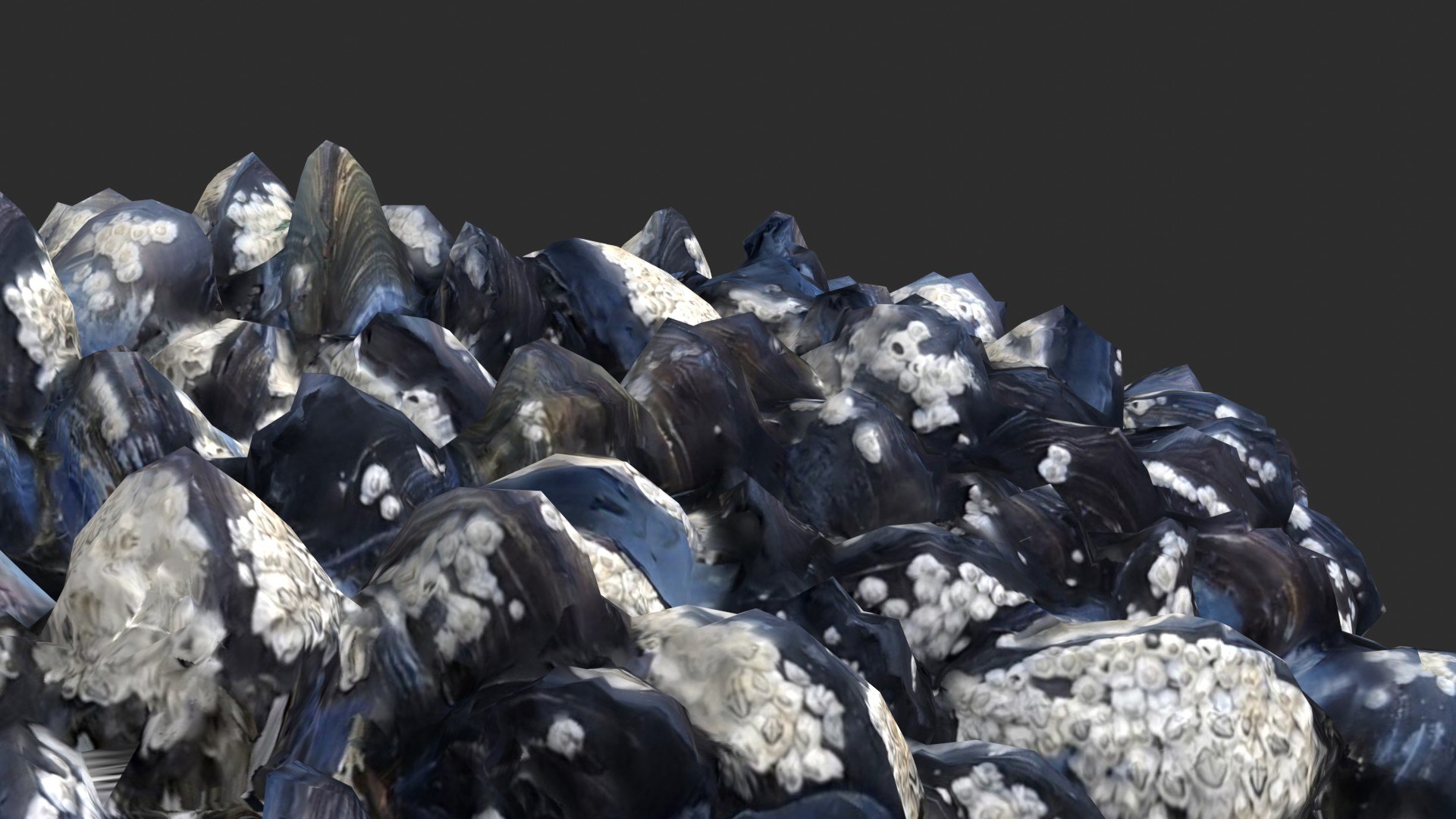 Mussels 2 3D model - TurboSquid 1786409