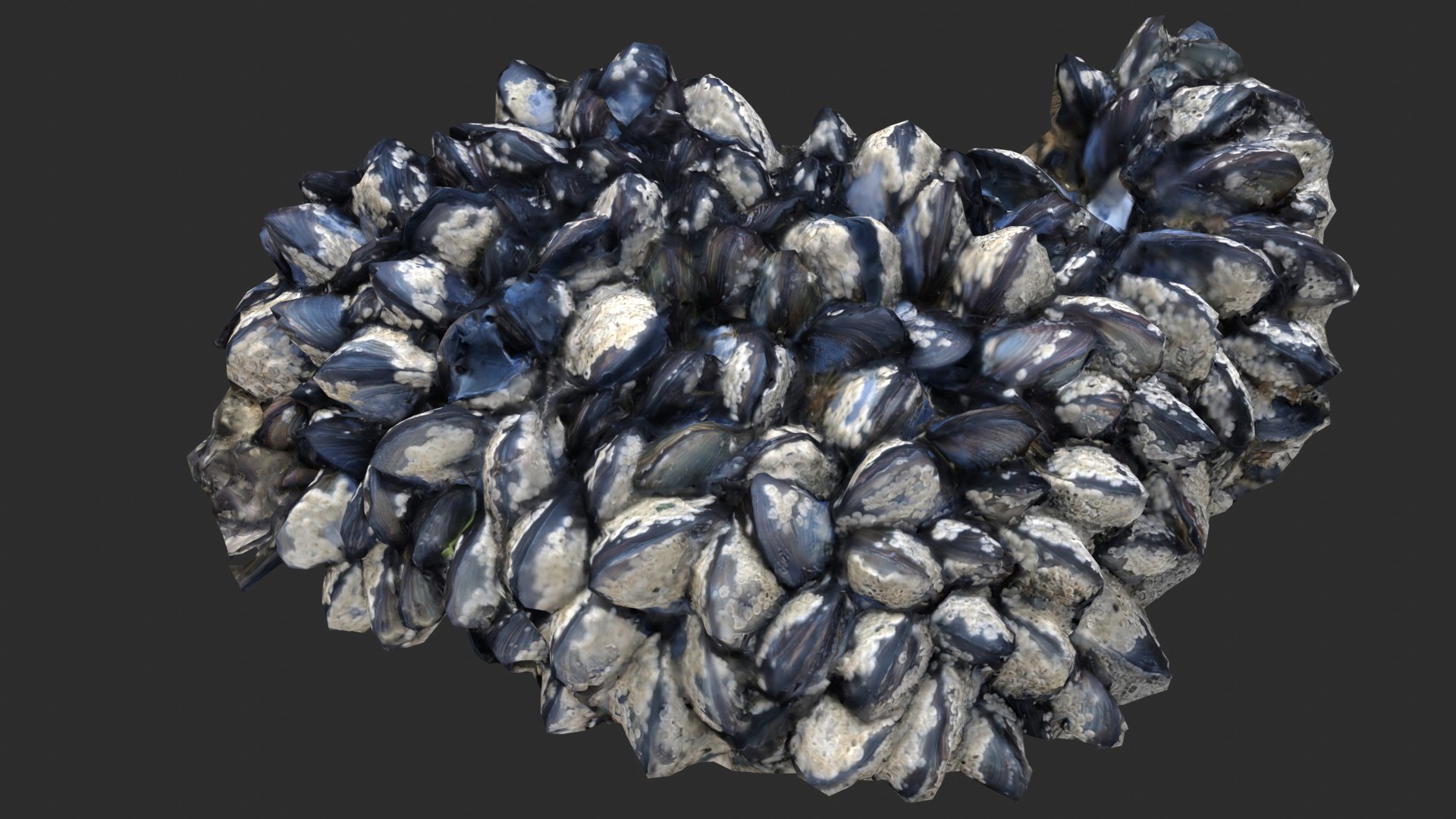 Mussels 2 3D model - TurboSquid 1786409