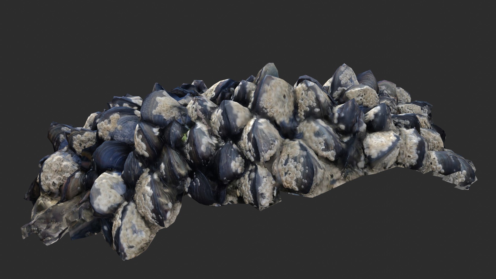Mussels 2 3D model - TurboSquid 1786409