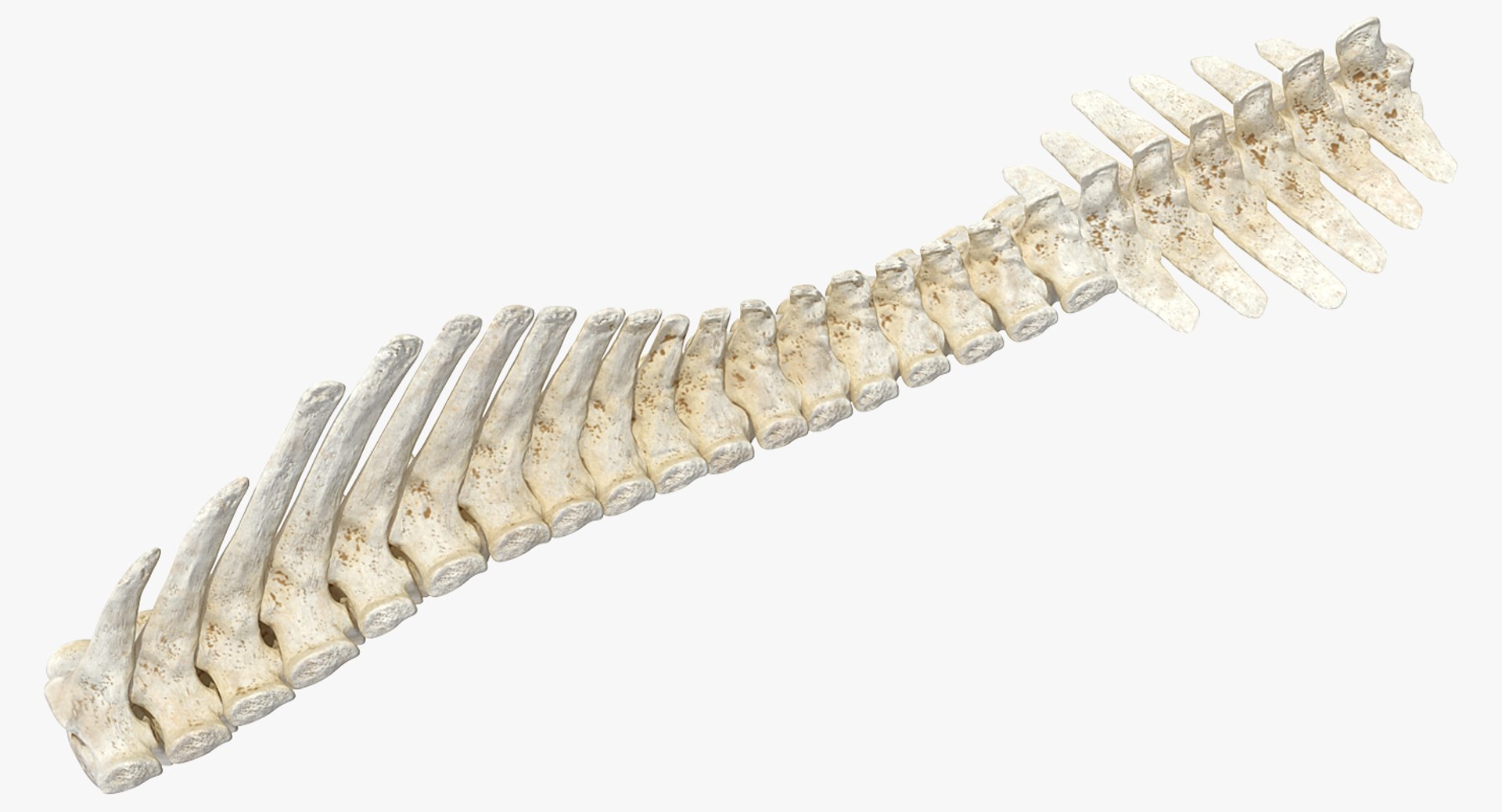 3D Animal Spine Vertebrae Bones - TurboSquid 1337200