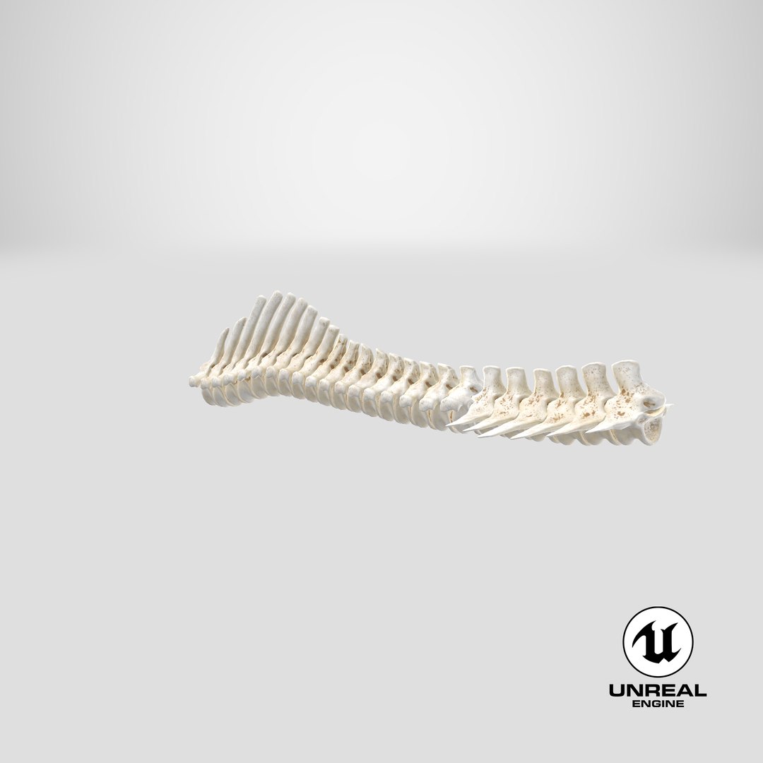 3D Animal Spine Vertebrae Bones - TurboSquid 1337200