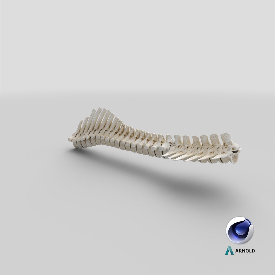 3D Animal Spine Vertebrae Bones - TurboSquid 1337200