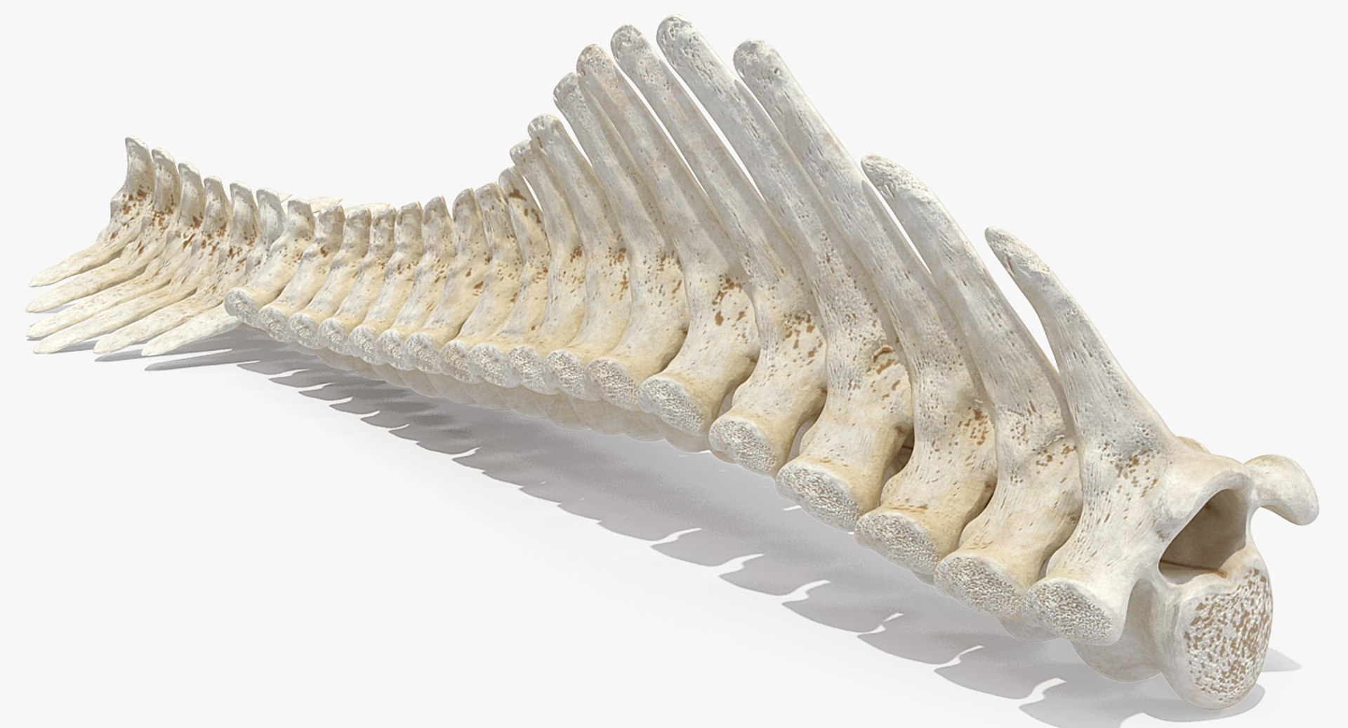 3D Animal Spine Vertebrae Bones - TurboSquid 1337200