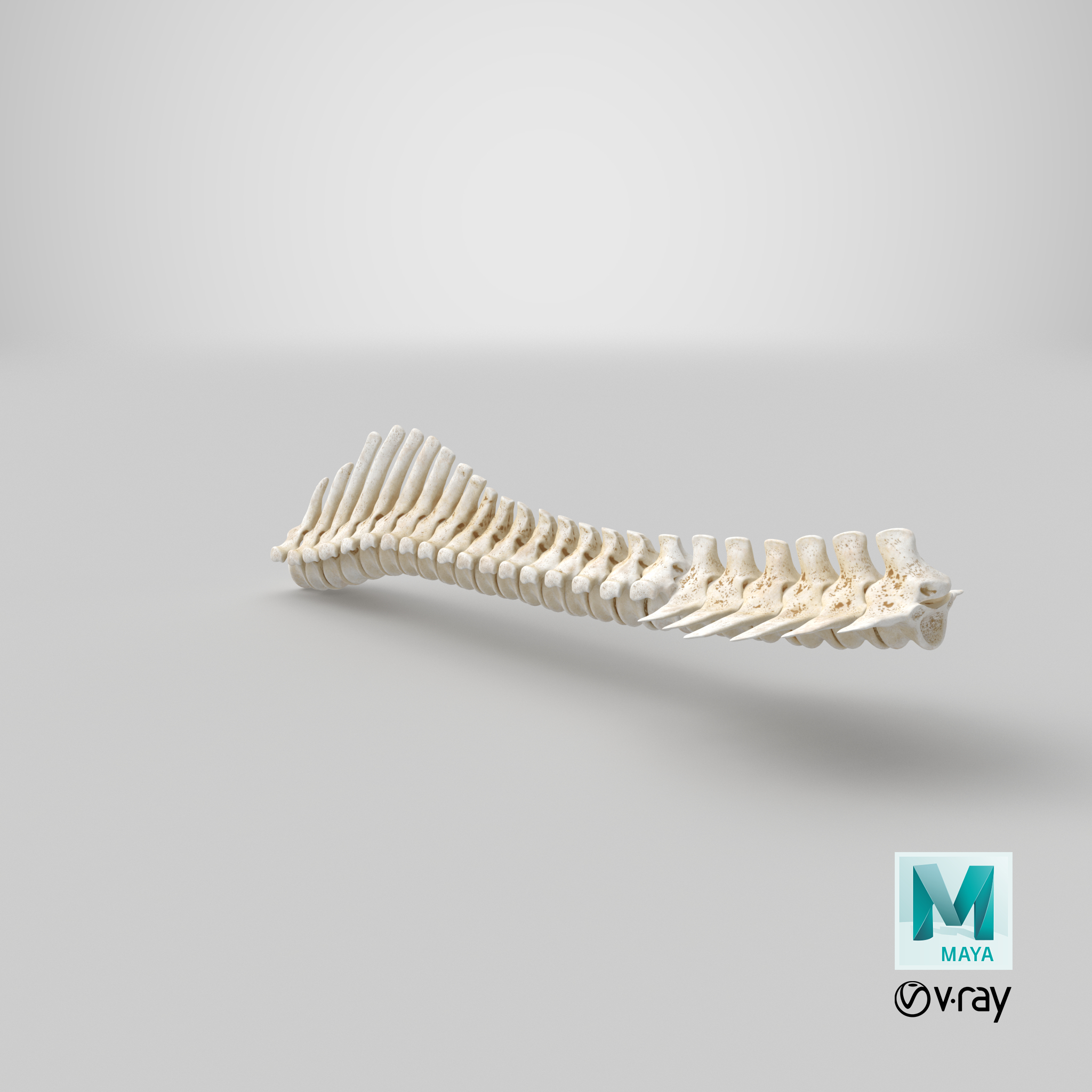 3D animal spine vertebrae bones - TurboSquid 1337200