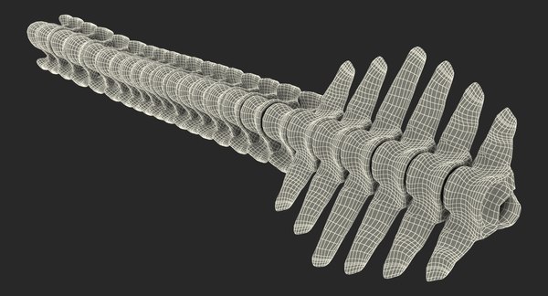 3D animal spine vertebrae bones - TurboSquid 1337200