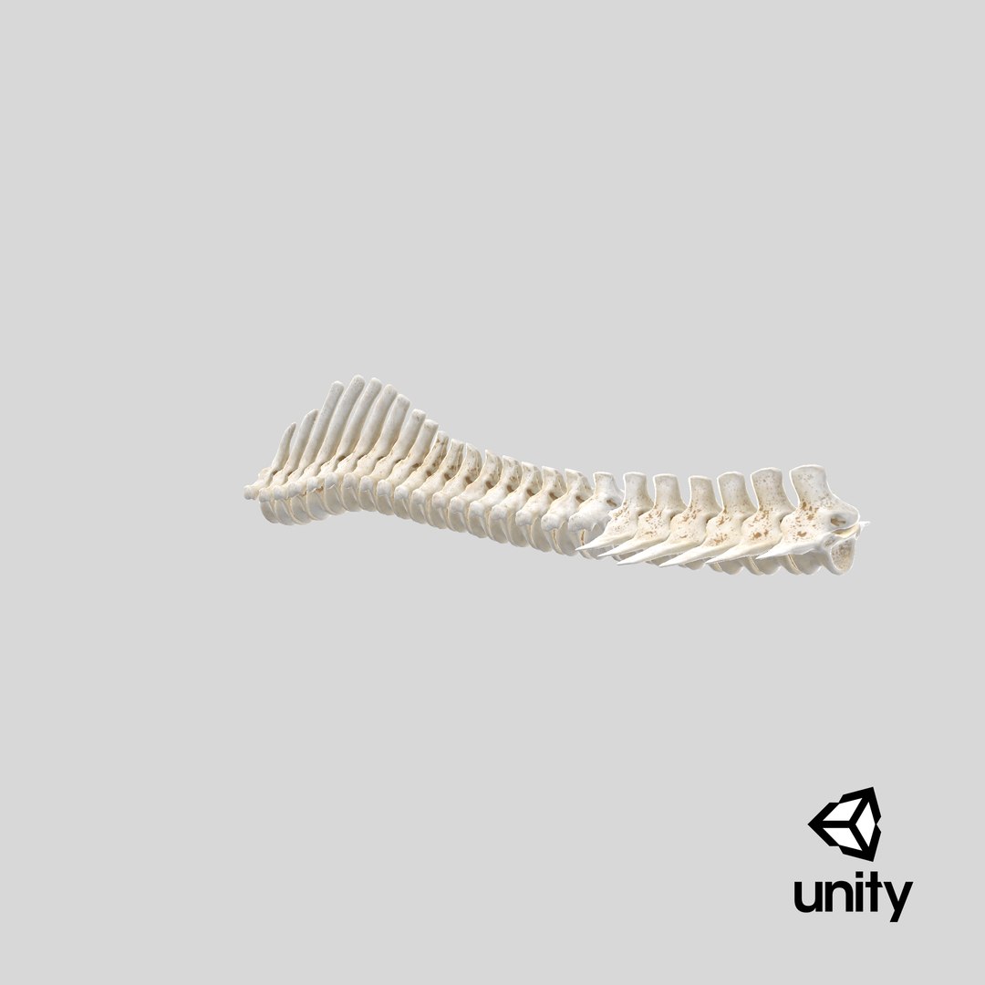 3D Animal Spine Vertebrae Bones - TurboSquid 1337200
