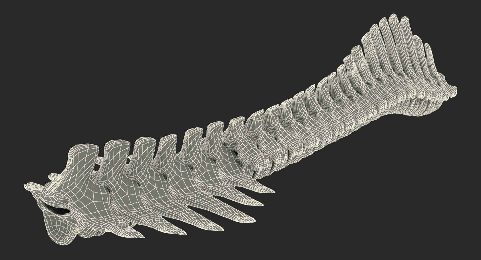 3D Animal Spine Vertebrae Bones - TurboSquid 1337200