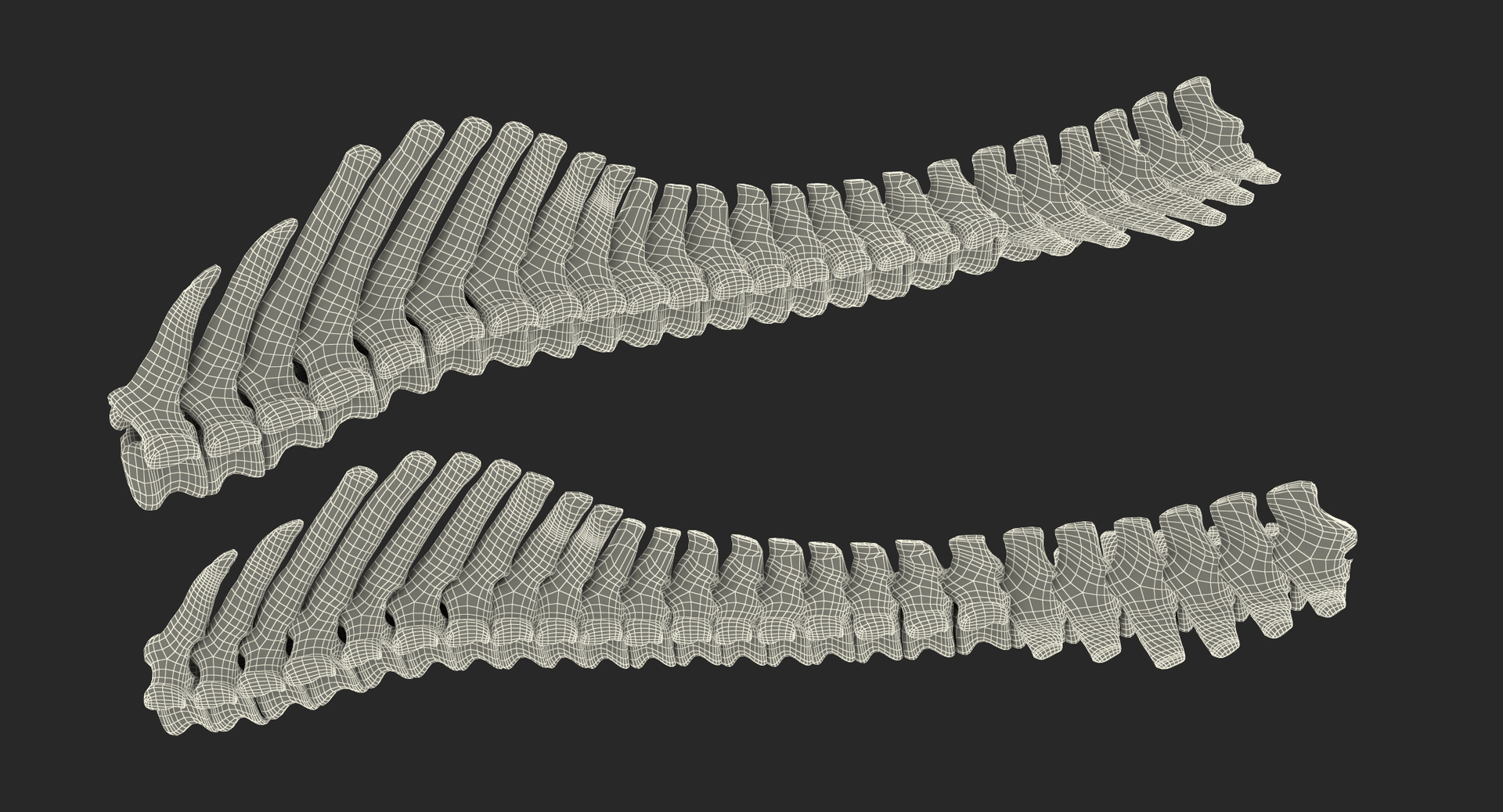 3D Animal Spine Vertebrae Bones - TurboSquid 1337200