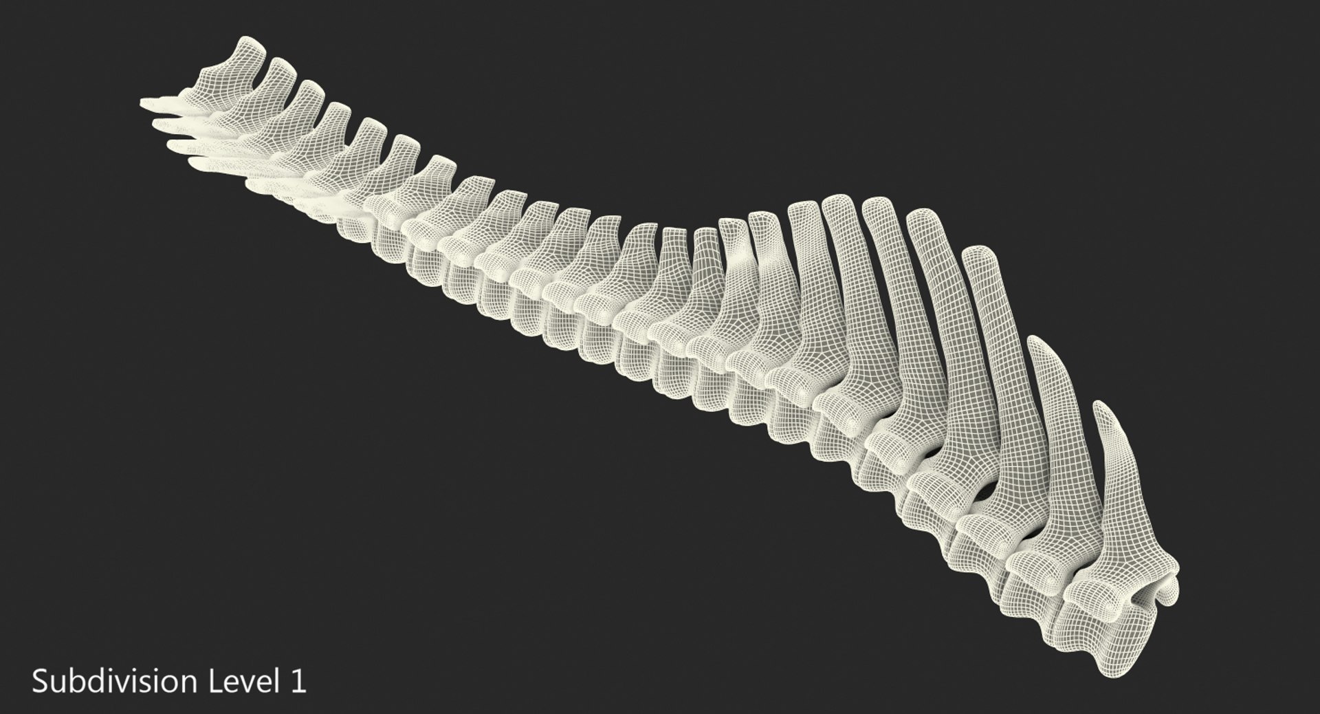 3D Animal Spine Vertebrae Bones - TurboSquid 1337200