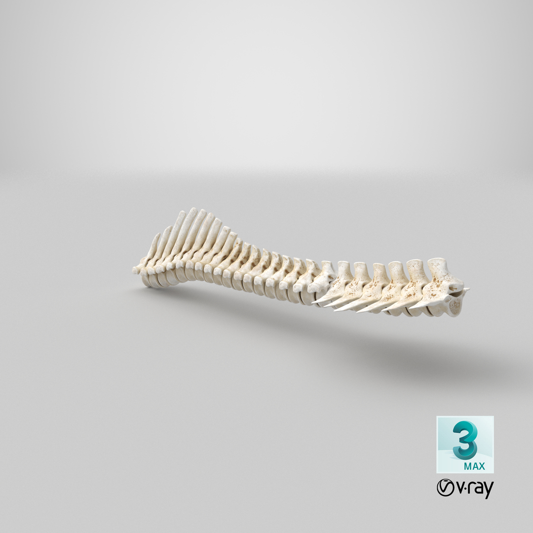 3D animal spine vertebrae bones - TurboSquid 1337200