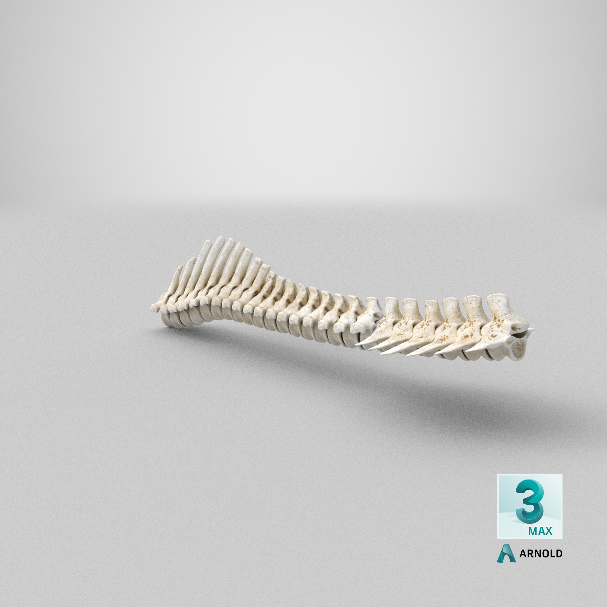 3D animal spine vertebrae bones - TurboSquid 1337200
