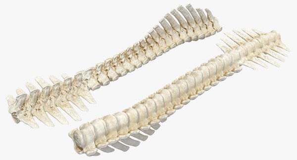 3D animal spine vertebrae bones - TurboSquid 1337200