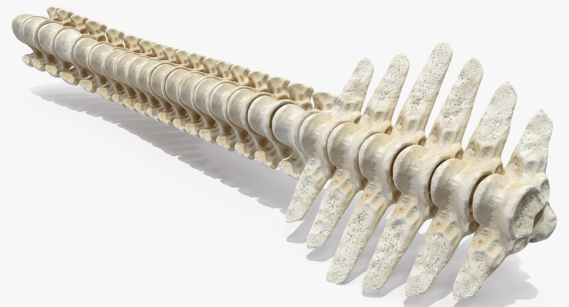 3D Animal Spine Vertebrae Bones - TurboSquid 1337200