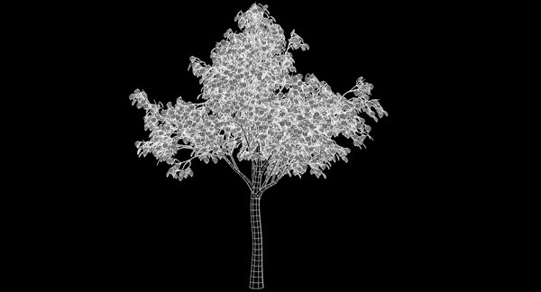 sugar maple tree 3d model