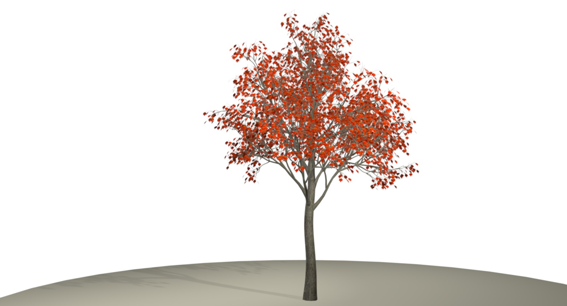 sugar maple tree 3d model
