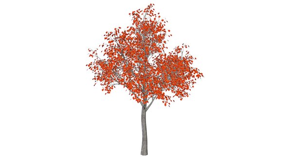 sugar maple tree 3d model