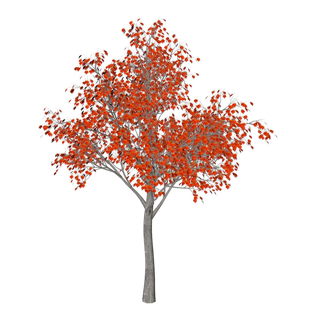 sugar maple tree 3d model