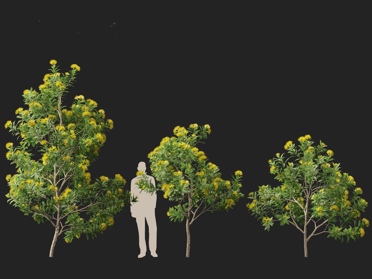 Xanthostemon Chrysanthus - Golden Penda 3D Model - TurboSquid 2199699