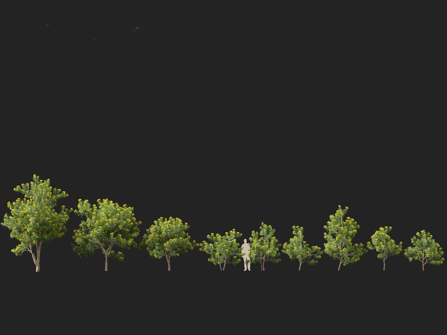 Xanthostemon Chrysanthus - Golden Penda 3D Model - TurboSquid 2199699