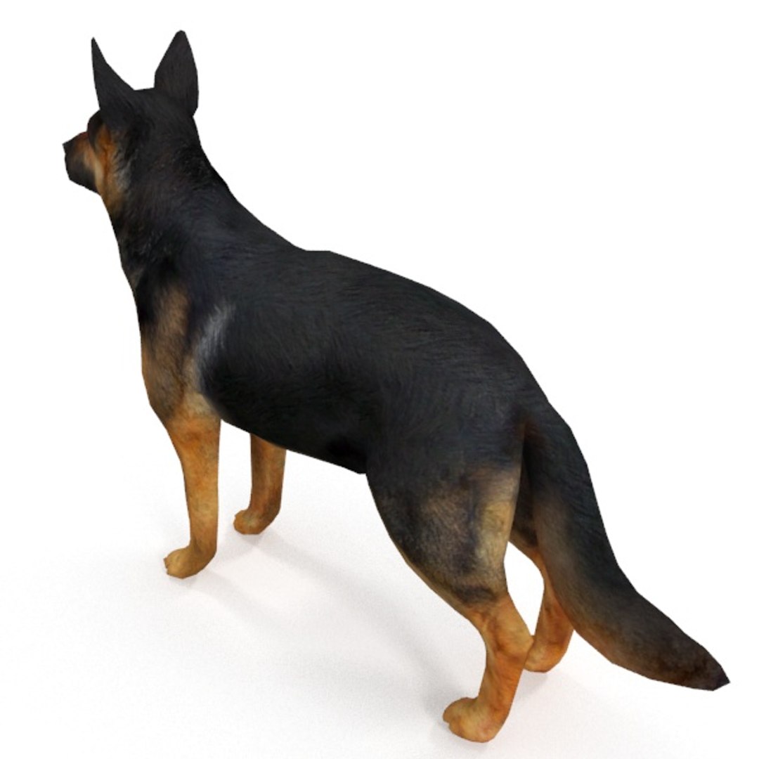 German Shepherd 3D - TurboSquid 1194607
