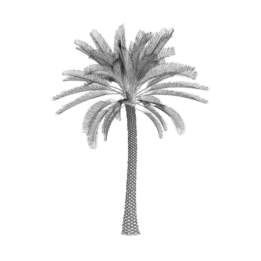 Straight palm tree 3D - TurboSquid 1205242