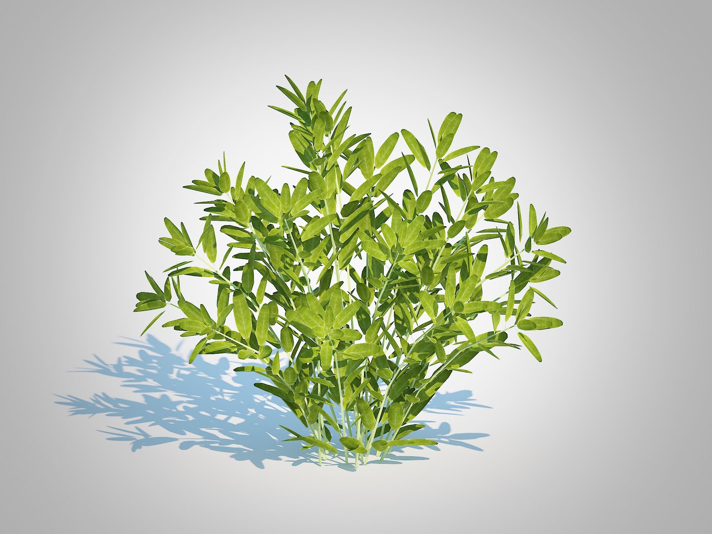 Sage 3D Model - TurboSquid 2316855