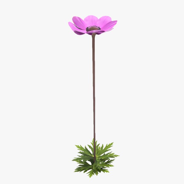Anemone Flower 3D Models for Download | TurboSquid