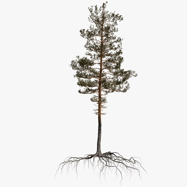 Pine tree 10 model - TurboSquid 1360863