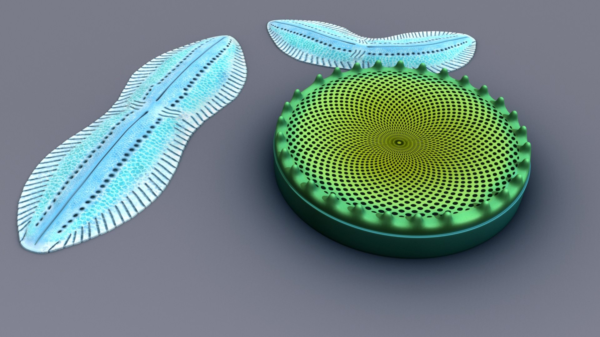 3d diatoms algae cells model