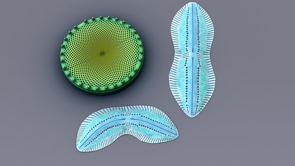 3d model protist diatom