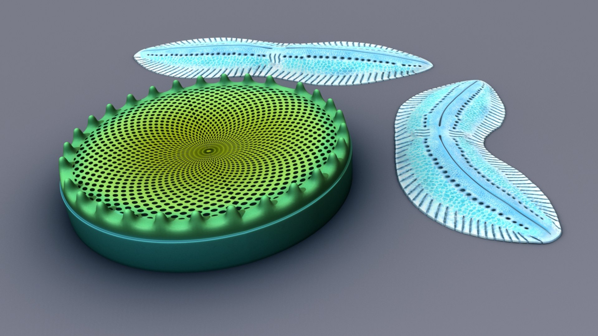 3d Diatoms Algae Cells Model