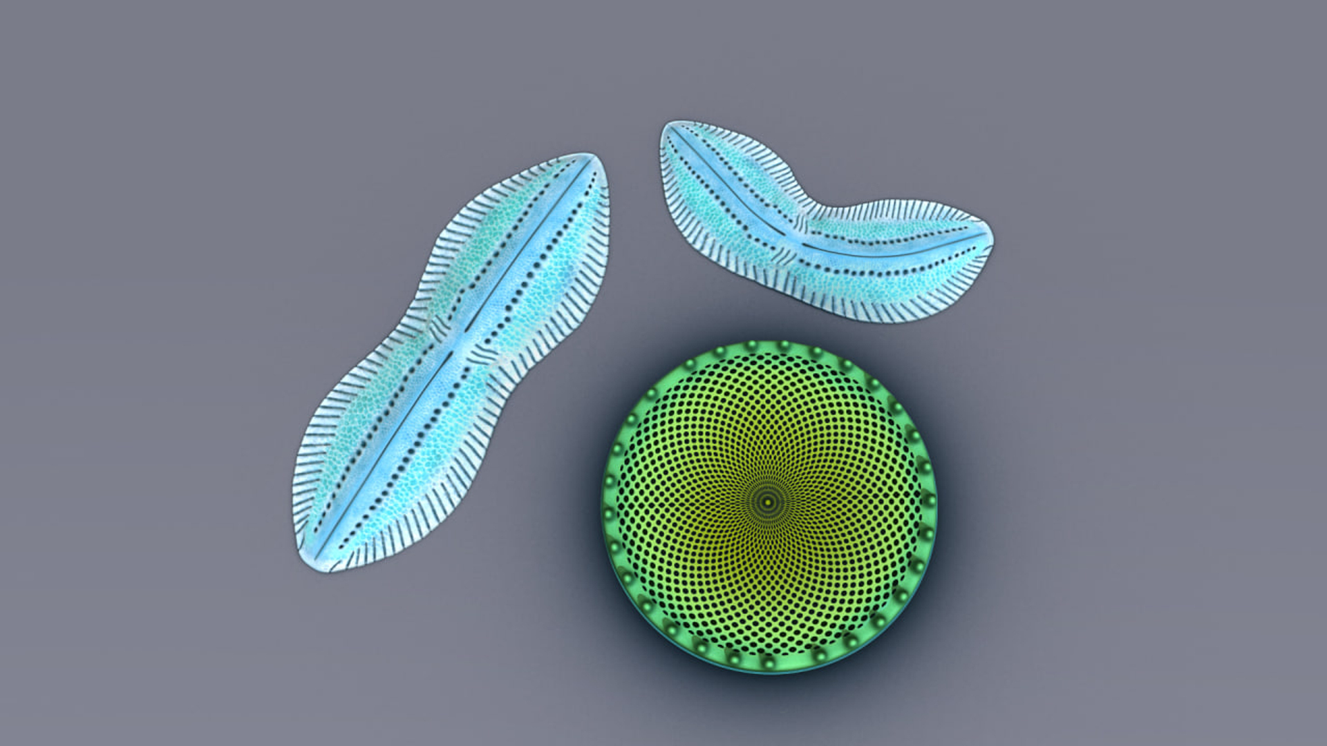 Diatoms Algae Under Microscope