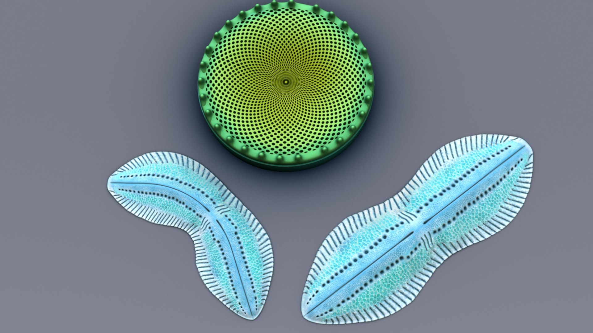 3d Diatoms Algae Cells Model