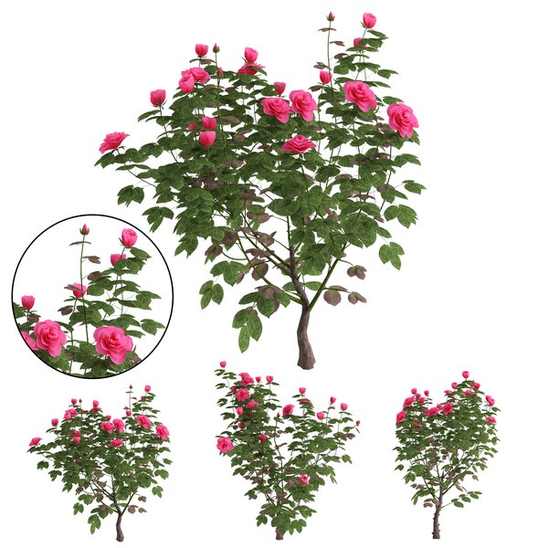 3D Rose plant01 - TurboSquid 1950217