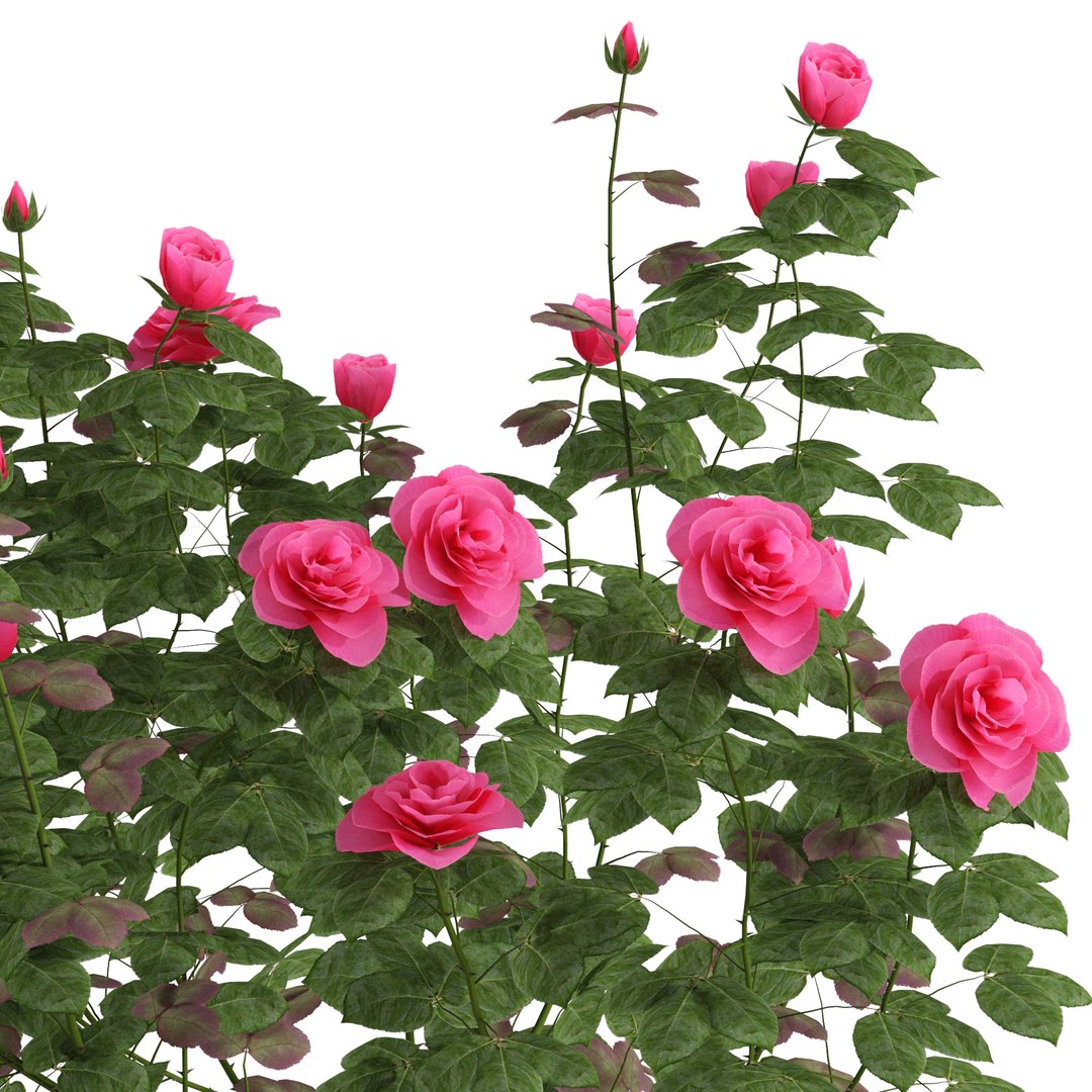 3D Rose Plant01 - TurboSquid 1950217