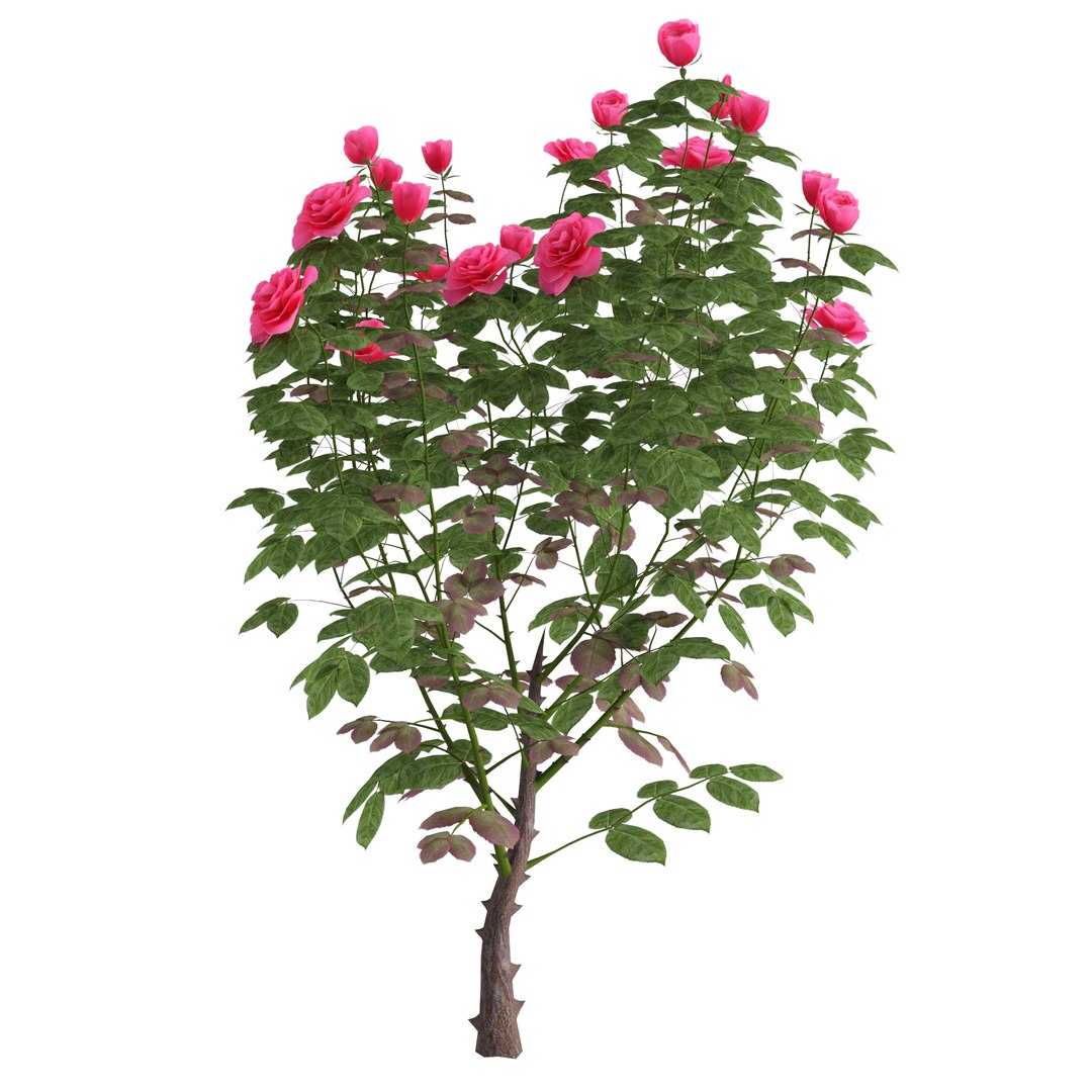 3D Rose Plant01 - TurboSquid 1950217