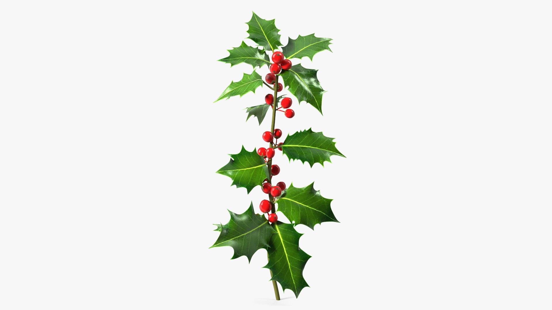 Mistletoe Sprig Holly 3D model - TurboSquid 2075475