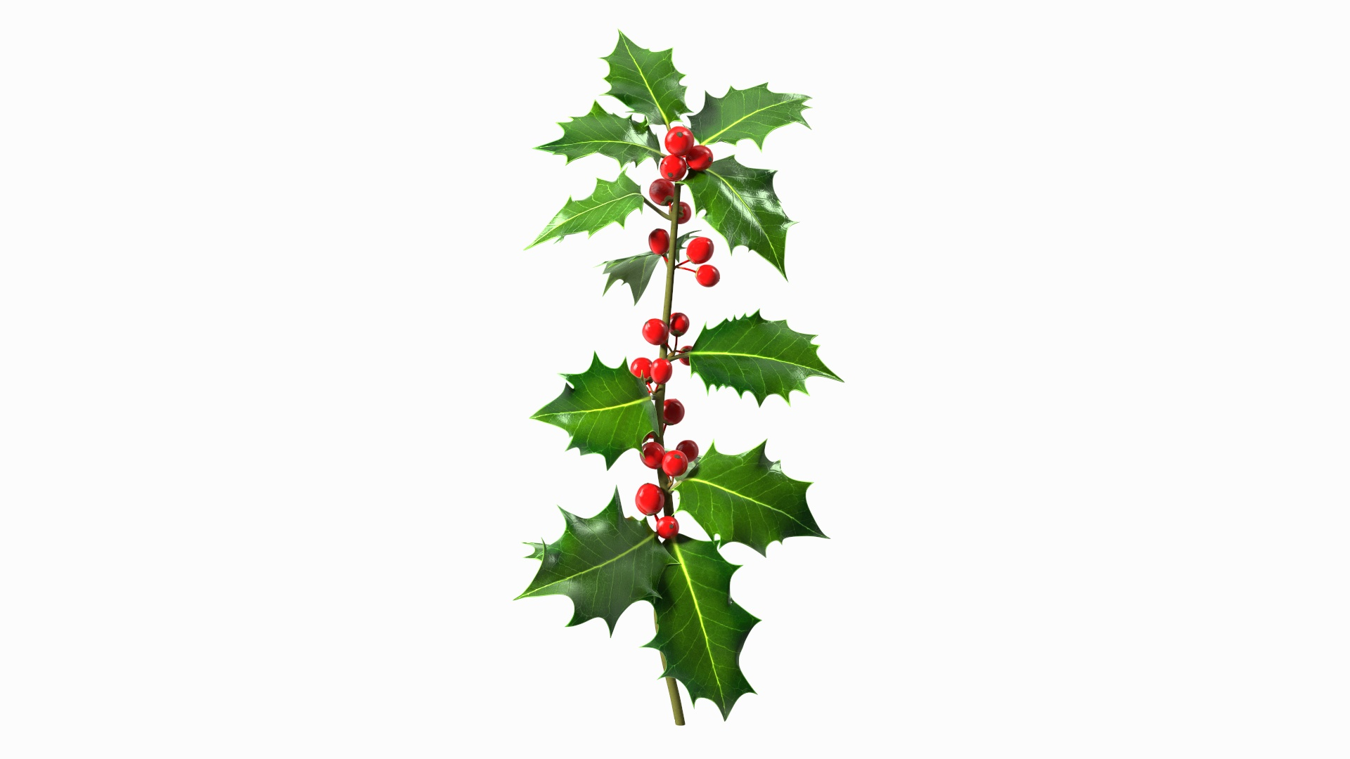 Mistletoe Sprig Holly 3D Model - TurboSquid 2075475