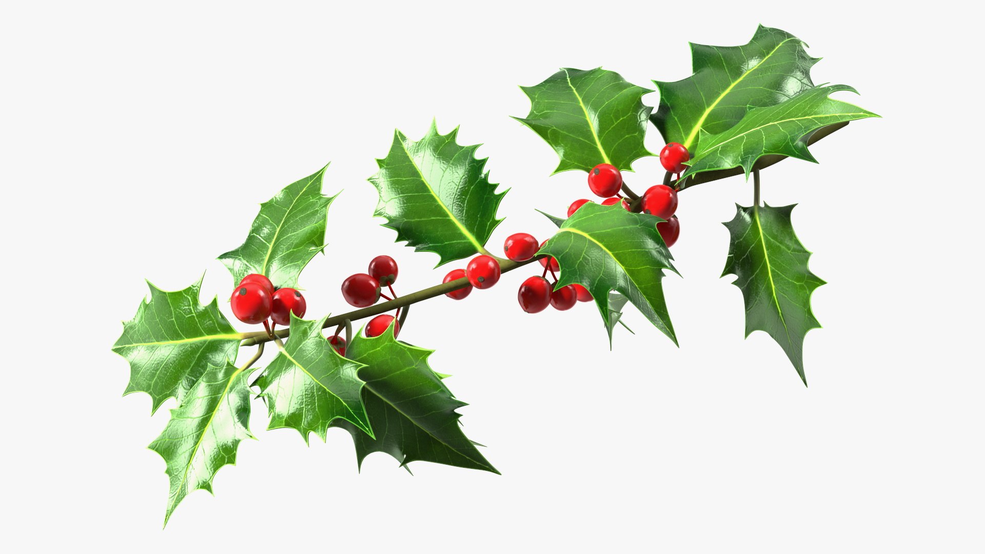 Mistletoe Sprig Holly 3D Model - TurboSquid 2075475