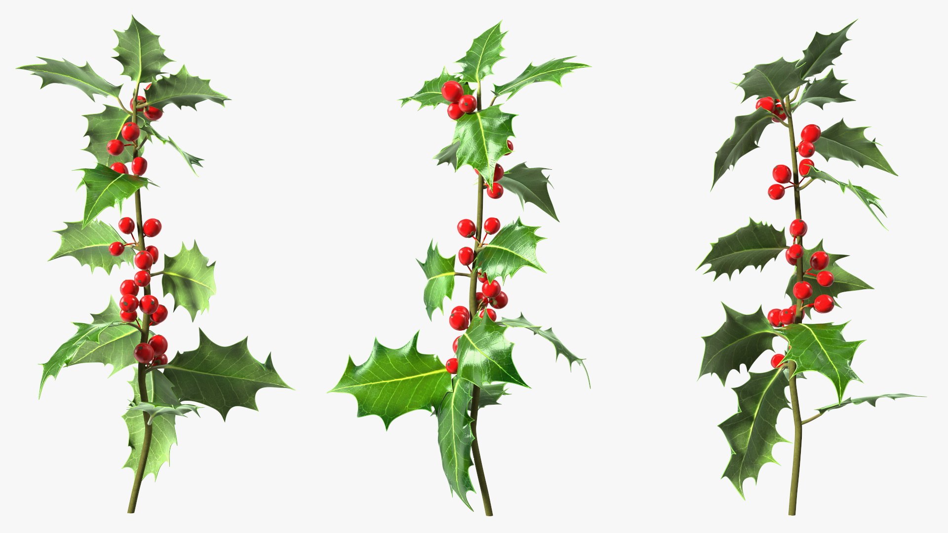 Mistletoe Sprig Holly 3D Model - TurboSquid 2075475