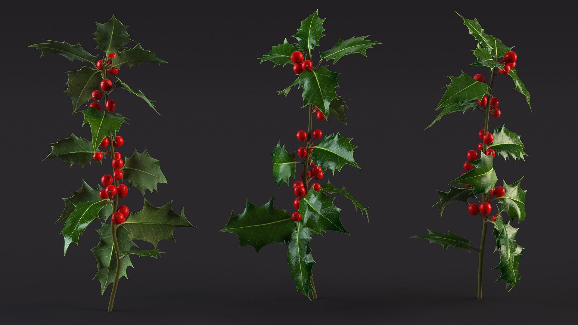 Mistletoe Sprig Holly 3D Model - TurboSquid 2075475