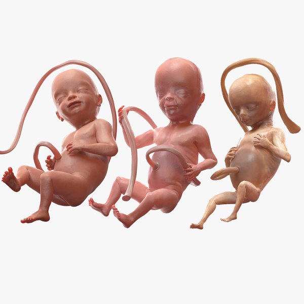 Fetus 3D Models for Download | TurboSquid