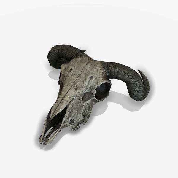bird skull obj